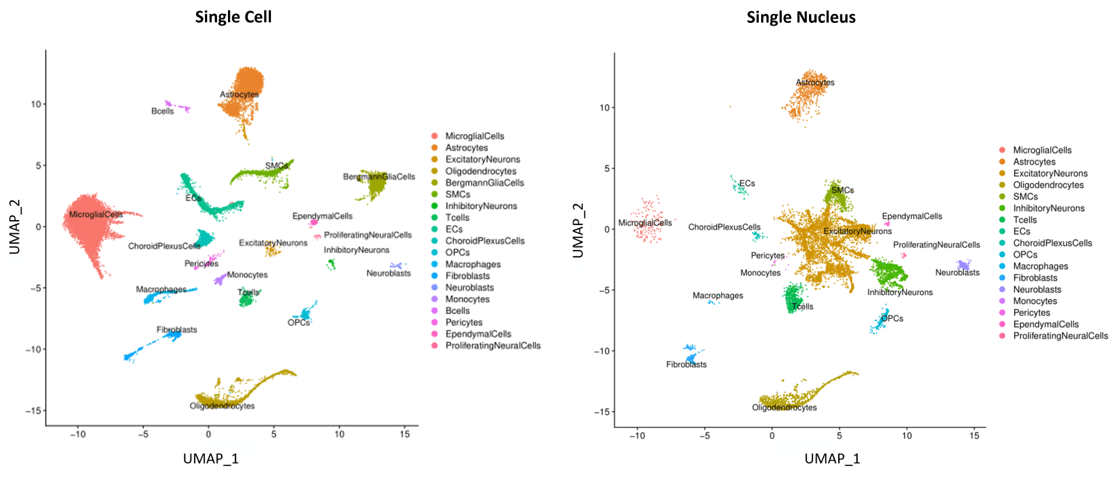 GEXSCOPE® - Single Nucleus RNA Library - Singleron