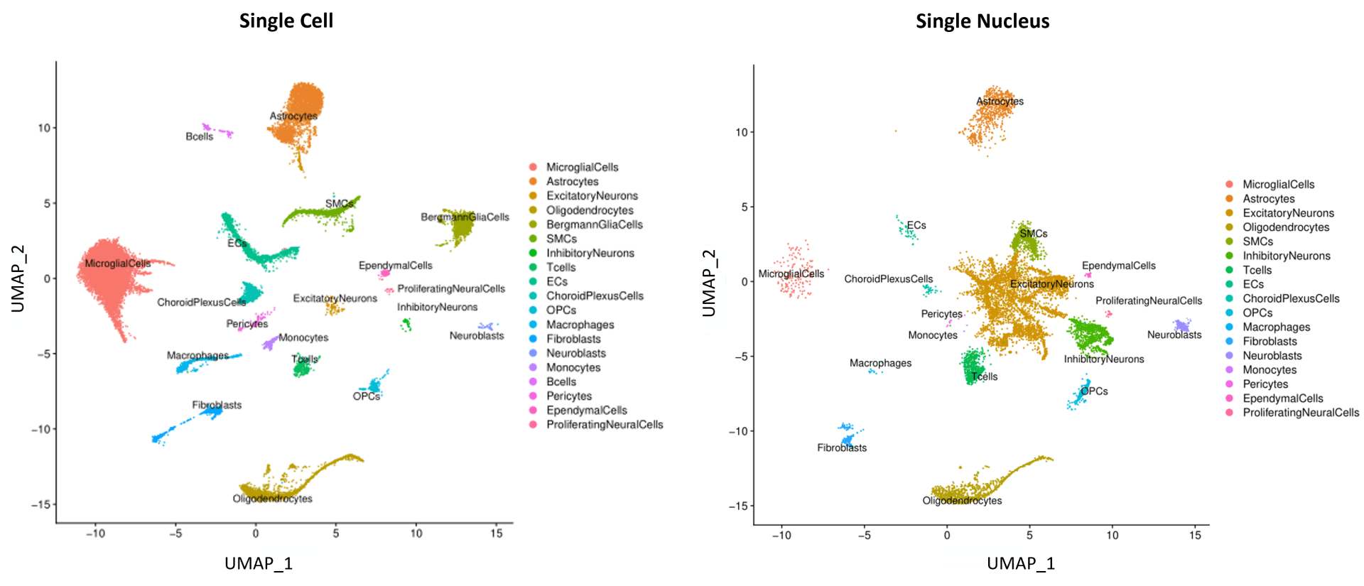 GEXSCOPE® - Single Nucleus RNA Library - Singleron
