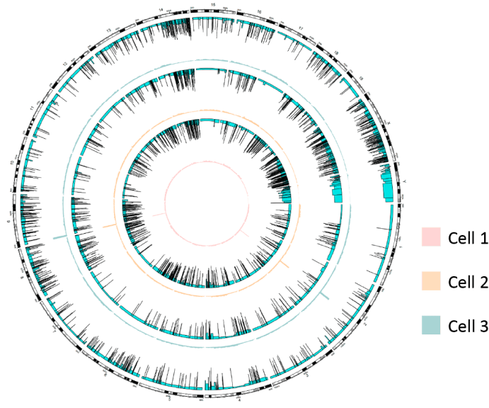 AccuraSCOPE - Single Cell Genome and Transcriptome Analysis