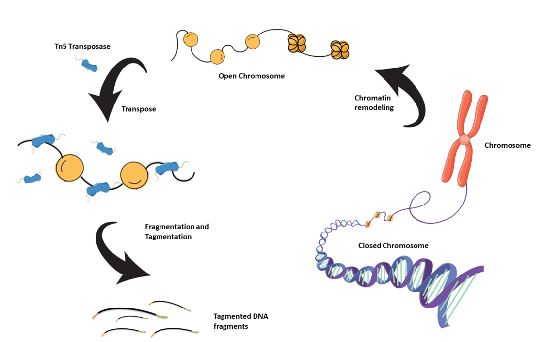 Single Cell ATAC-seq Service - Singleron