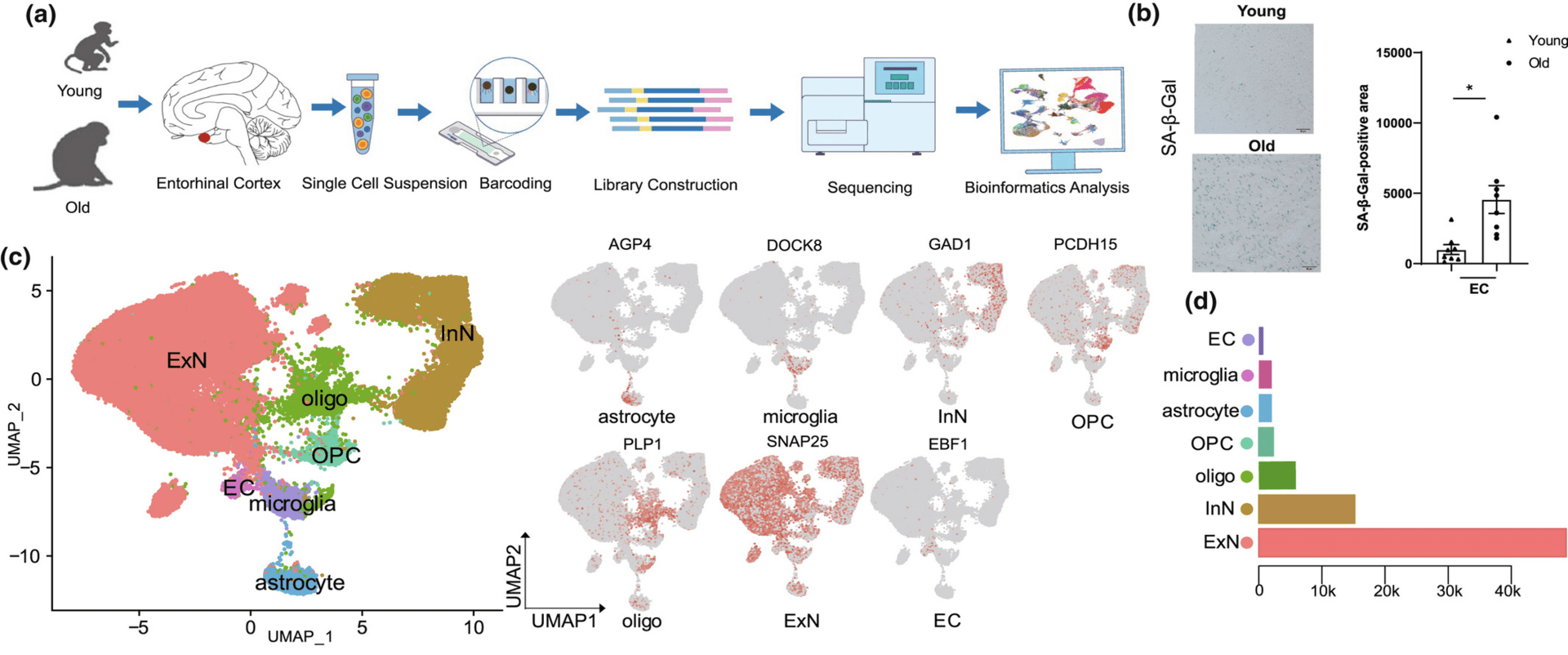 The Significance of Single Cell Sequencing in Neurology