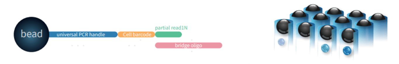 Single Cell ATAC-seq Service - Singleron