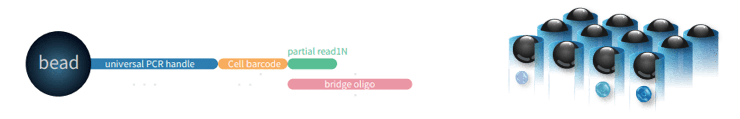 Single Cell ATAC-seq Service - Singleron