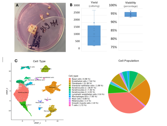 sCelLiVE® Skin Tissue Dissociation Solution - Singleron