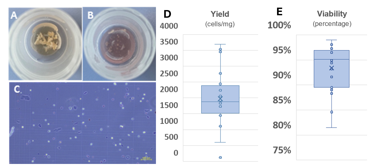 sCelLiVE® Skin Tissue Dissociation Solution - Singleron