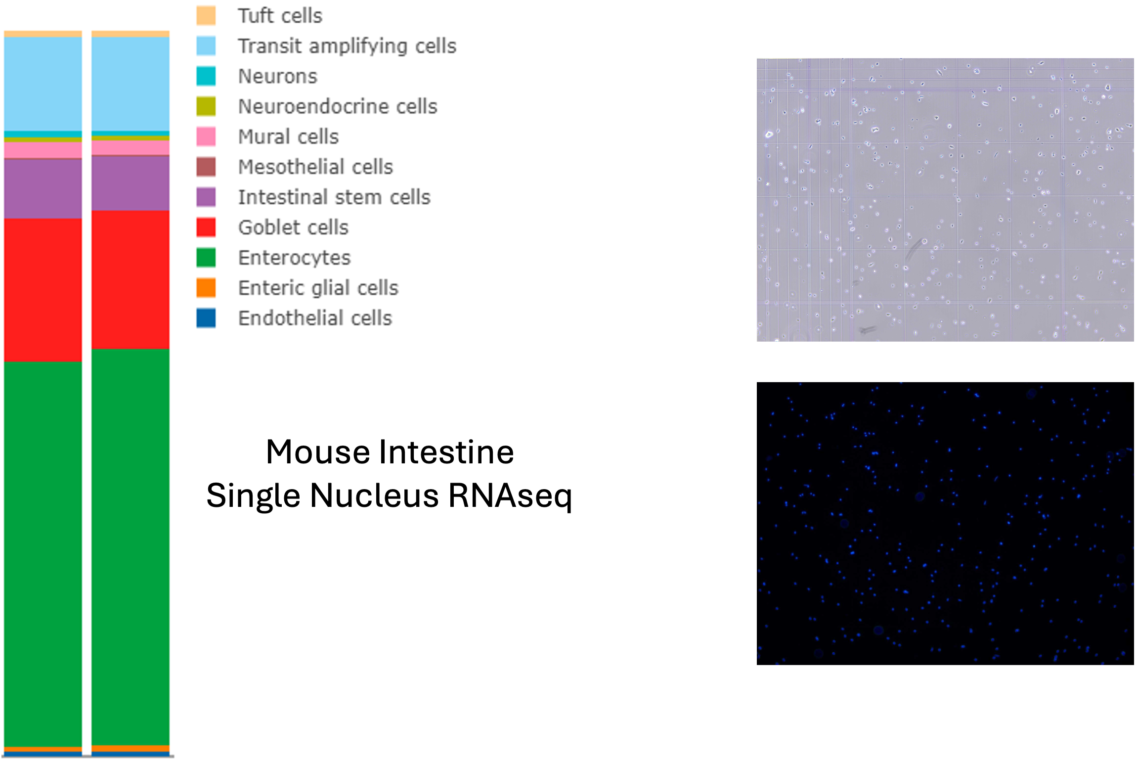 Python i™ Tissue Dissociation - Singleron Biotechnologies
