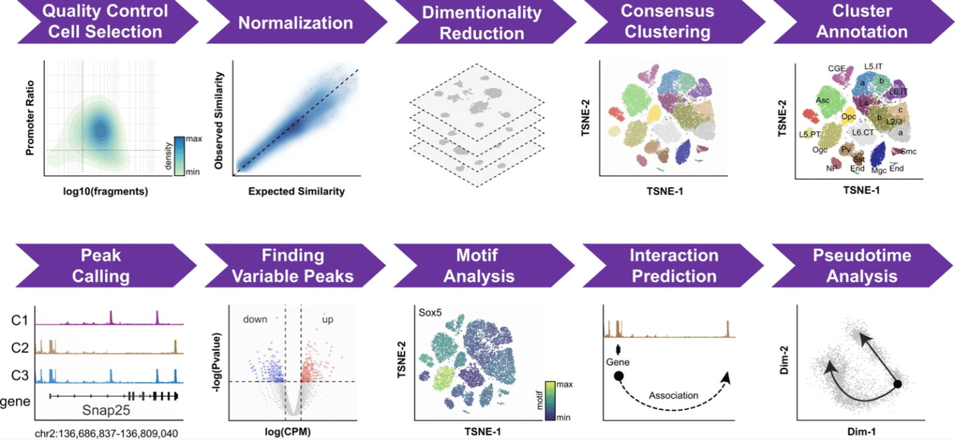 What is Single Cell ATAC Sequencing? | Singleron
