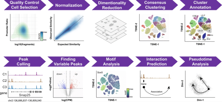 What is Single Cell ATAC Sequencing? | Singleron